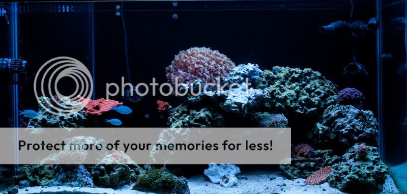 Long Term Results Of Dry Rock...... - Reef Central Online Community